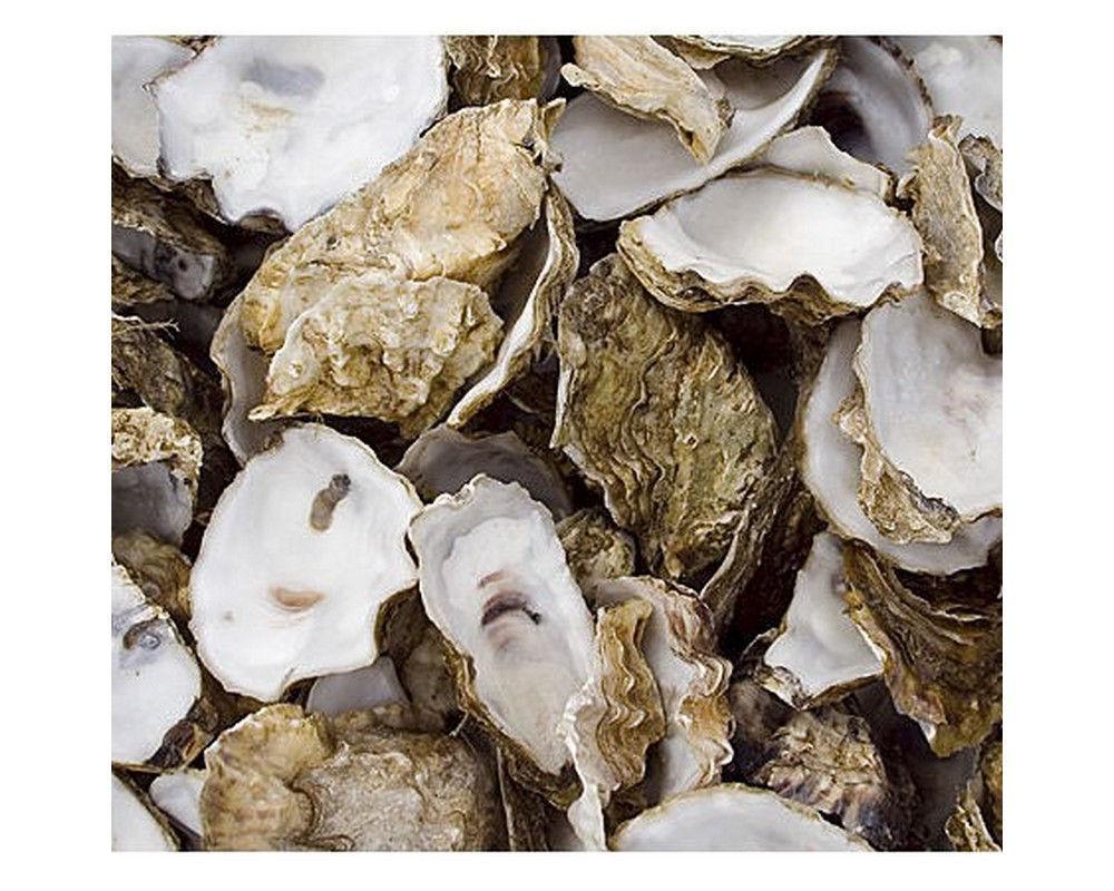 Oyster Shells – SKS Wholesale